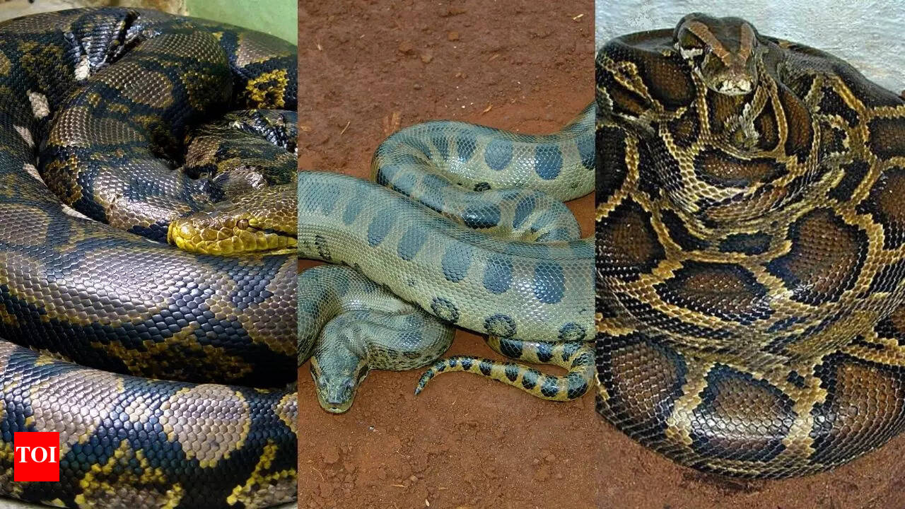 Snake Eating Human Baby