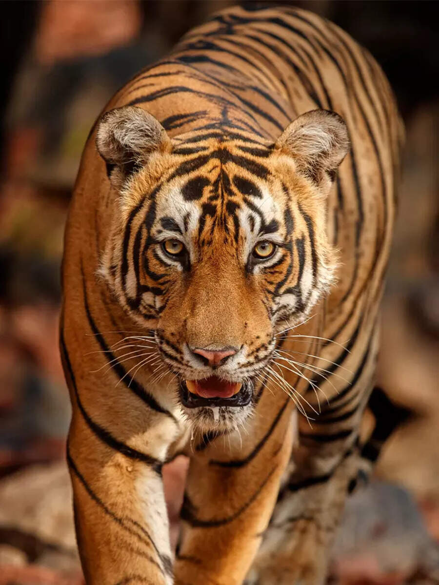 Animals that survived brink of extinction | Times of India