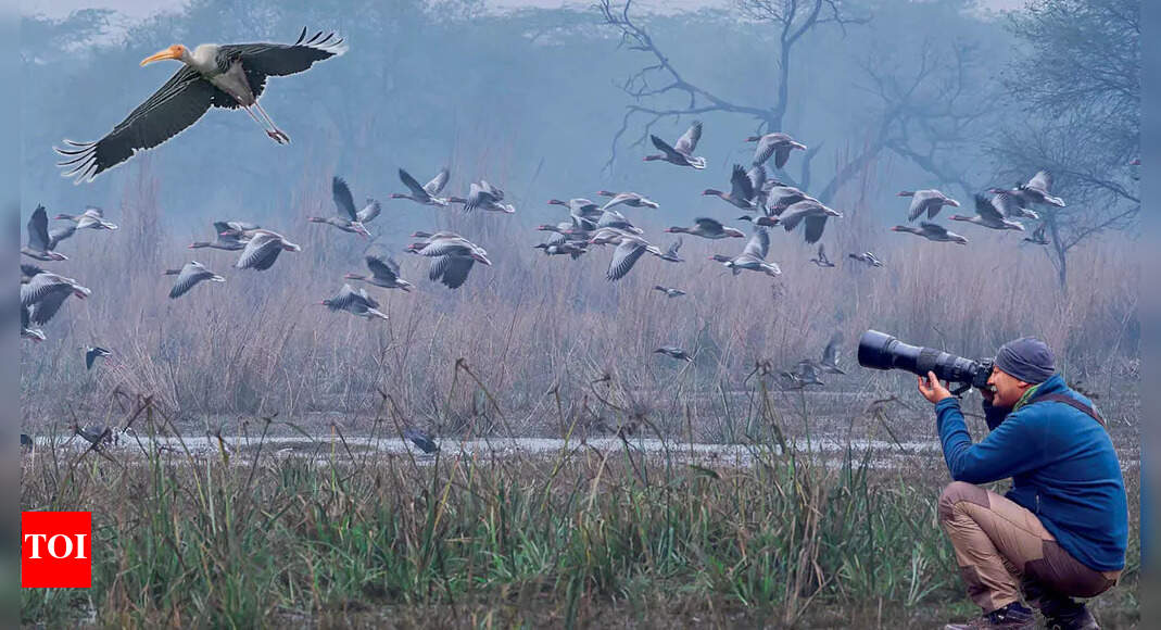 Winter birding: Spot rare migratory birds in NCR - The Times of India