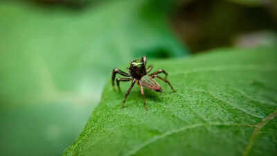 Meet the world's only vegetarian spider; what makes it unique - The ...