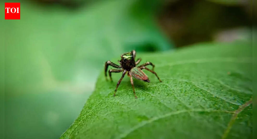 Meet the world's only vegetarian spider; what makes it unique - The ...