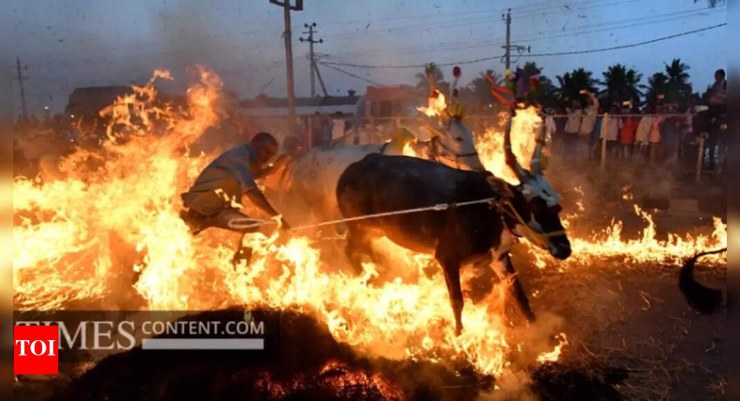 Karnataka Cattle Incident: 2 injured as cattle jump over flames during ...
