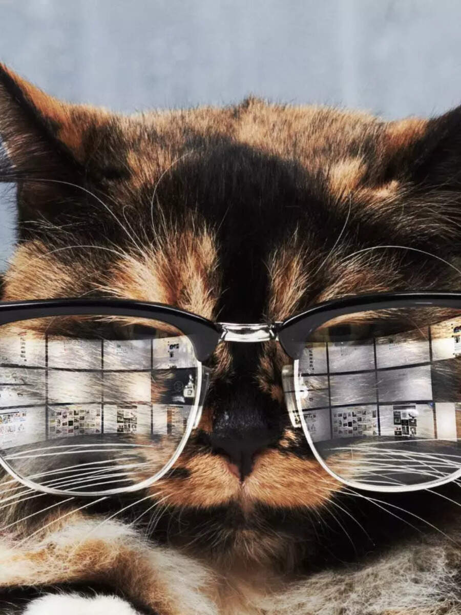 10 smartest animals on the earth that have human-like skills! | Times ...