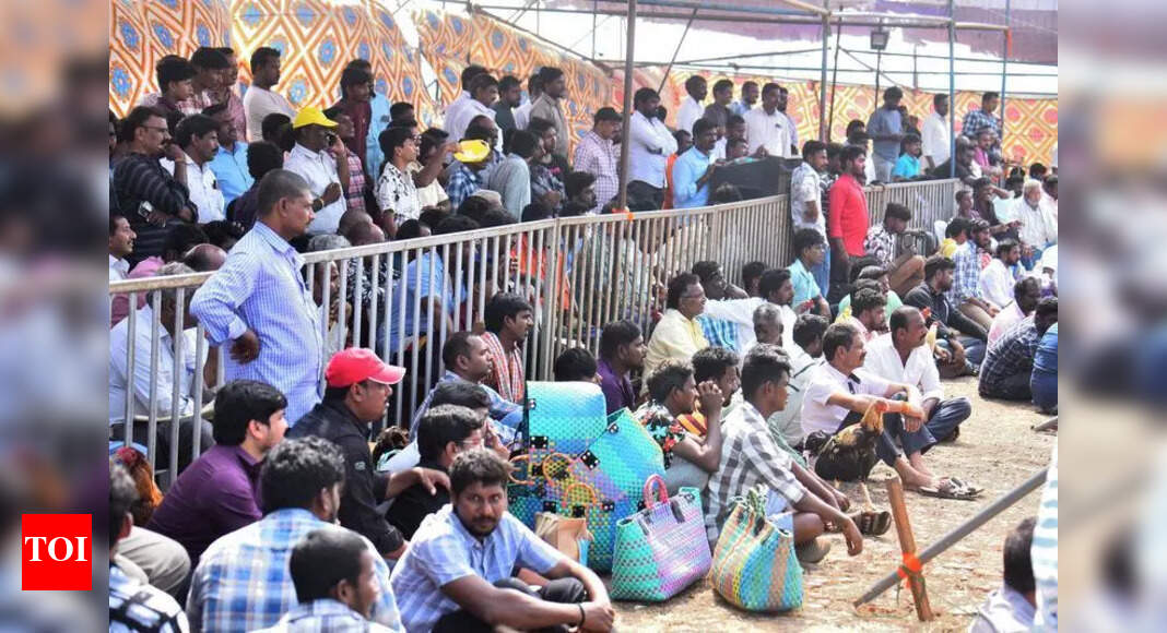 Pasuvula Panduga draws huge crowds to Rangampeta | Vijayawada News ...