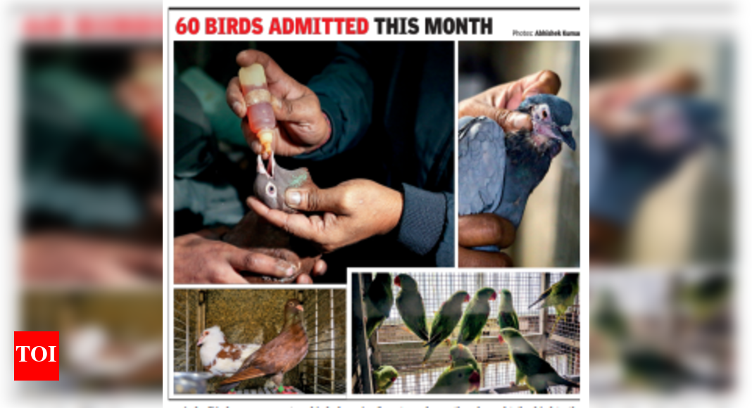 Eye infection to cold: Bird hospital sees rush as intense chill hits ...