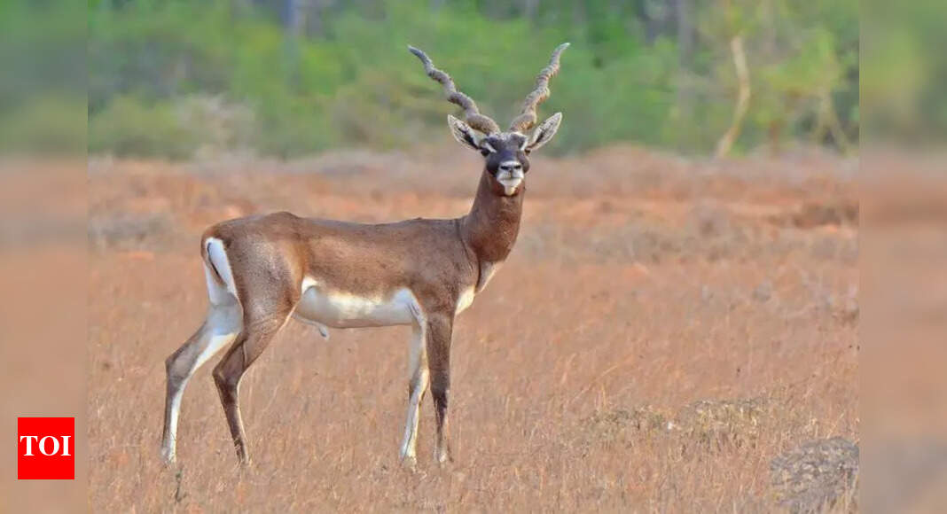 Blackbucks thrive in Vallanadu sanctuary | Chennai News - The Times of ...