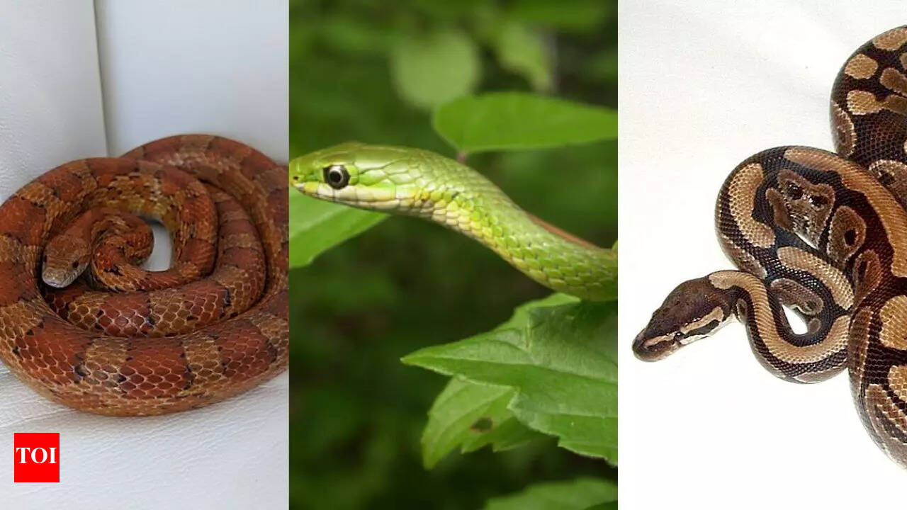 Do Snakes Have Friends