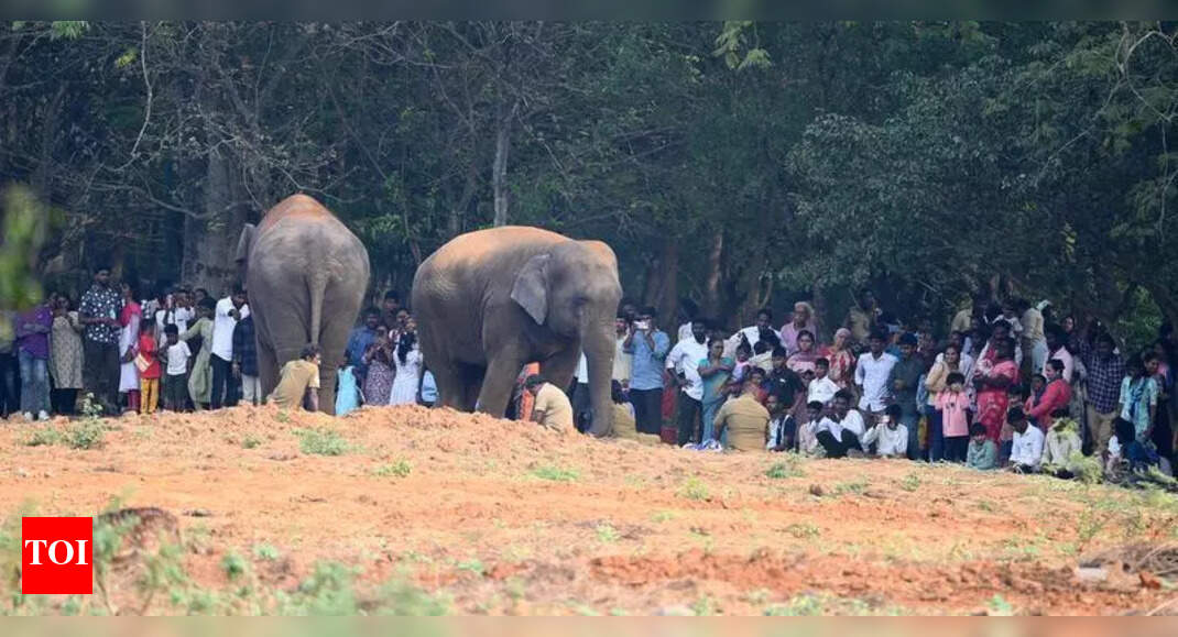 Record crowds throng Vandalur zoo & Guindy park during Pongal | Chennai ...