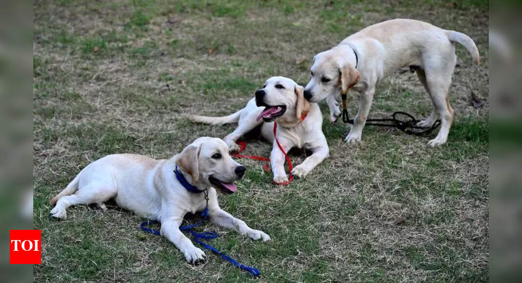 Family pet & police dog play crucial role in cracking infant murder ...