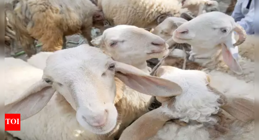 Genetic Improvement of Sheep and Goat Breeds Through Artificial ...