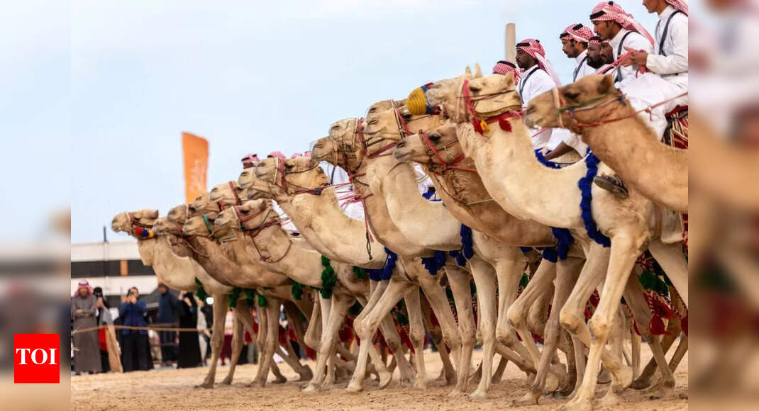 Artificial beauty gone too far? 40 Camels disqualified for Botox use at ...