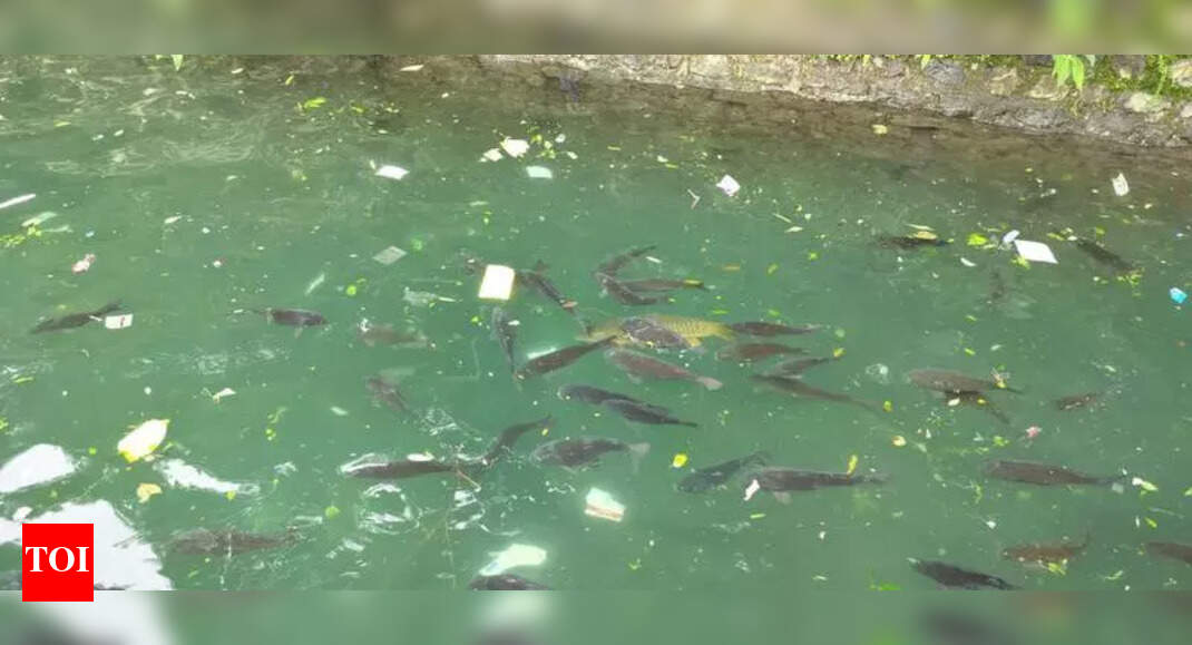 NGT orders probe into Naini lake water pollution | Dehradun News - The ...