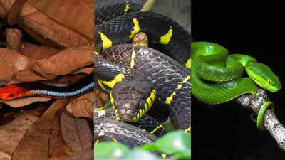 Brightly Colored Venomous Snakes