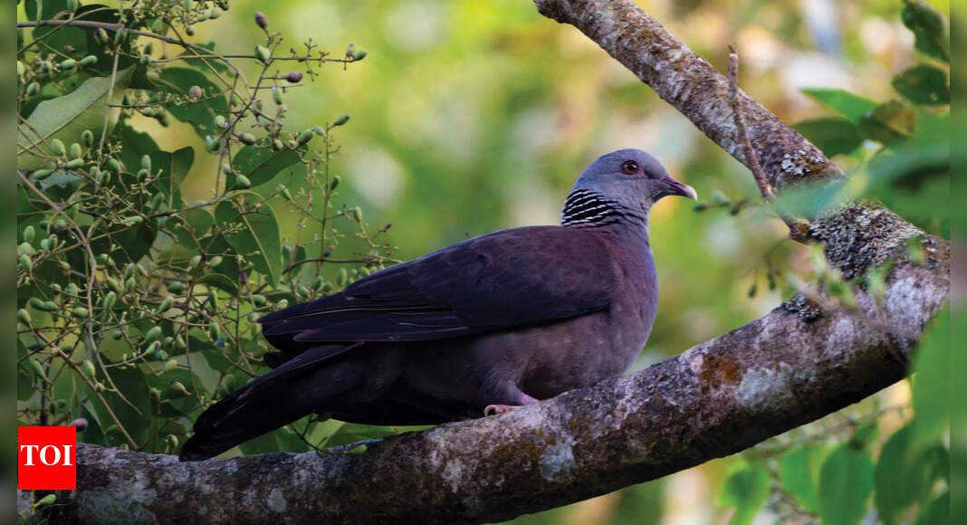 56 bird species from Western Ghats and Goa face global conservation ...