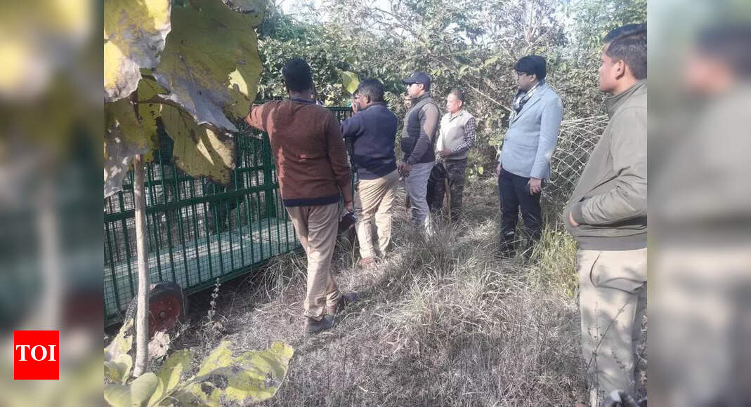 Forest dept to now use pit-fall method to trap tiger | Lucknow News ...