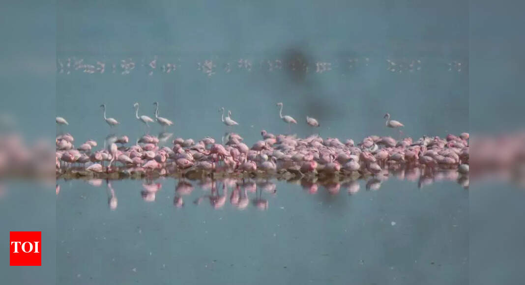 Flamingo festival begins on grand note in Tirupati | Vijayawada News ...