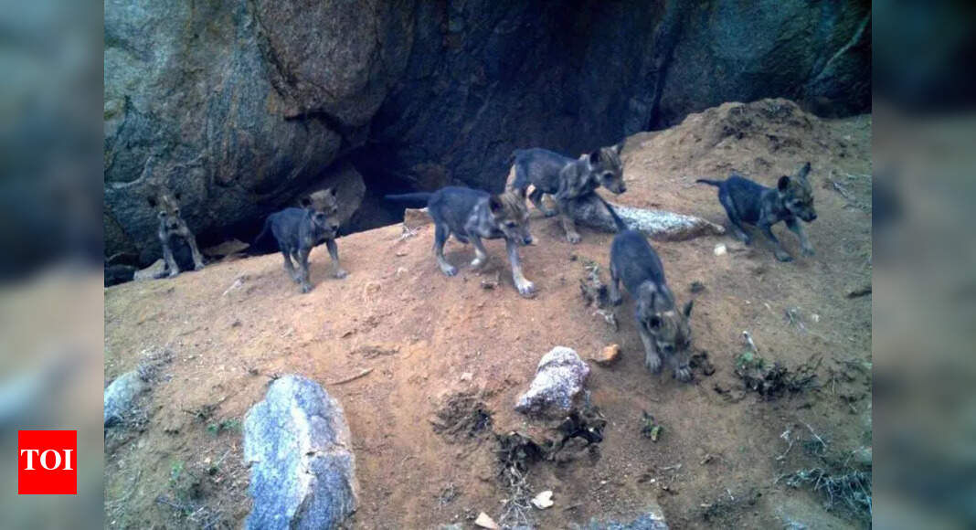 Endangered wolf gives birth to eight cubs | Hubballi News - The Times ...