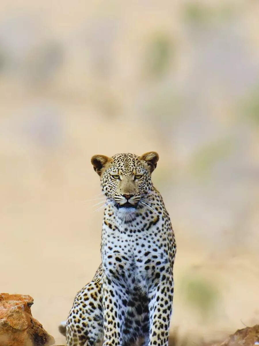 8 national parks and wildlife sanctuaries in Rajasthan | Times of India