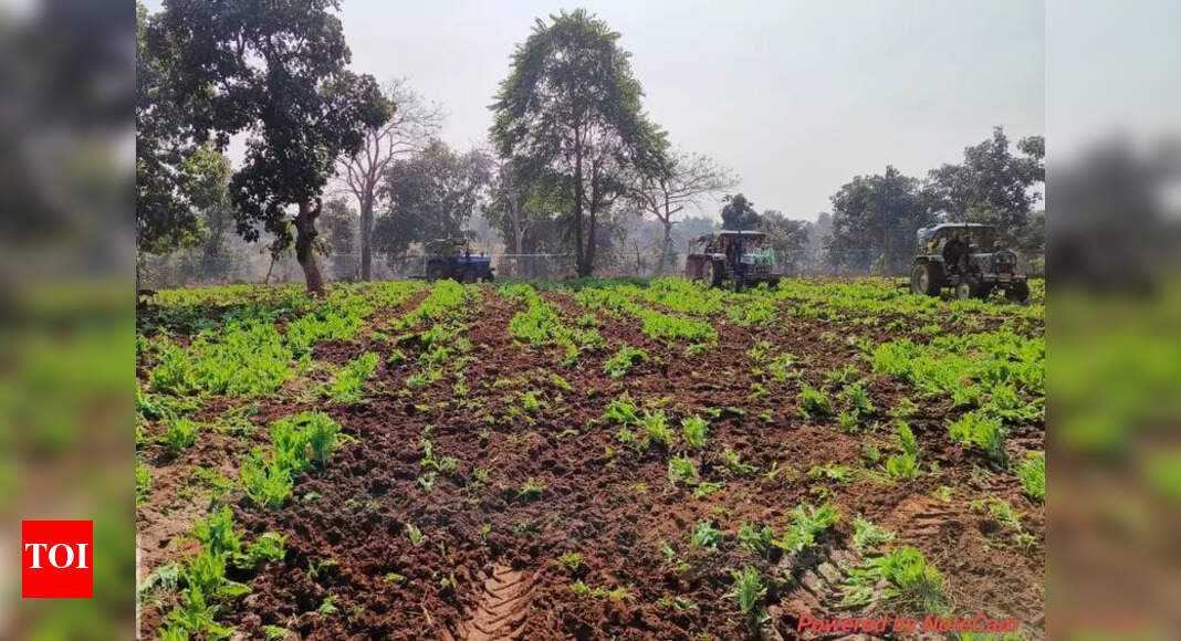 Opium crop on 7 acres land destroyed in Aurangabad | Patna News - The ...