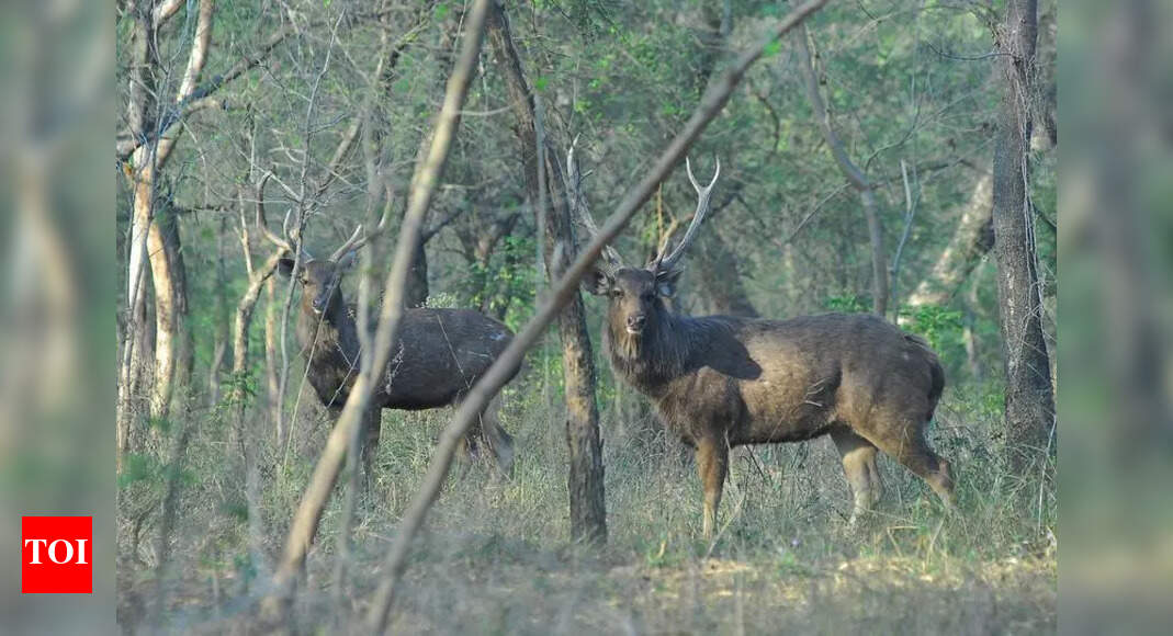 Forest guards kill one poacher after Sambar found dead at Nameri park ...