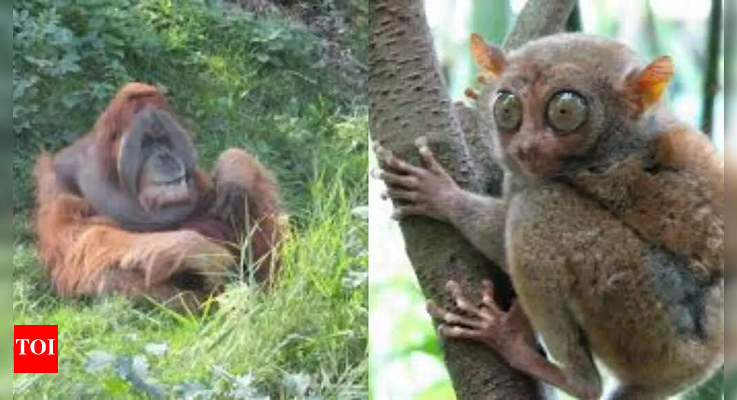7 unique animals that represent the rich wildlife of Indonesia | - The ...