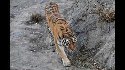 Team called in from Pune to catch elusive Tipeshwar tiger | Kolhapur ...