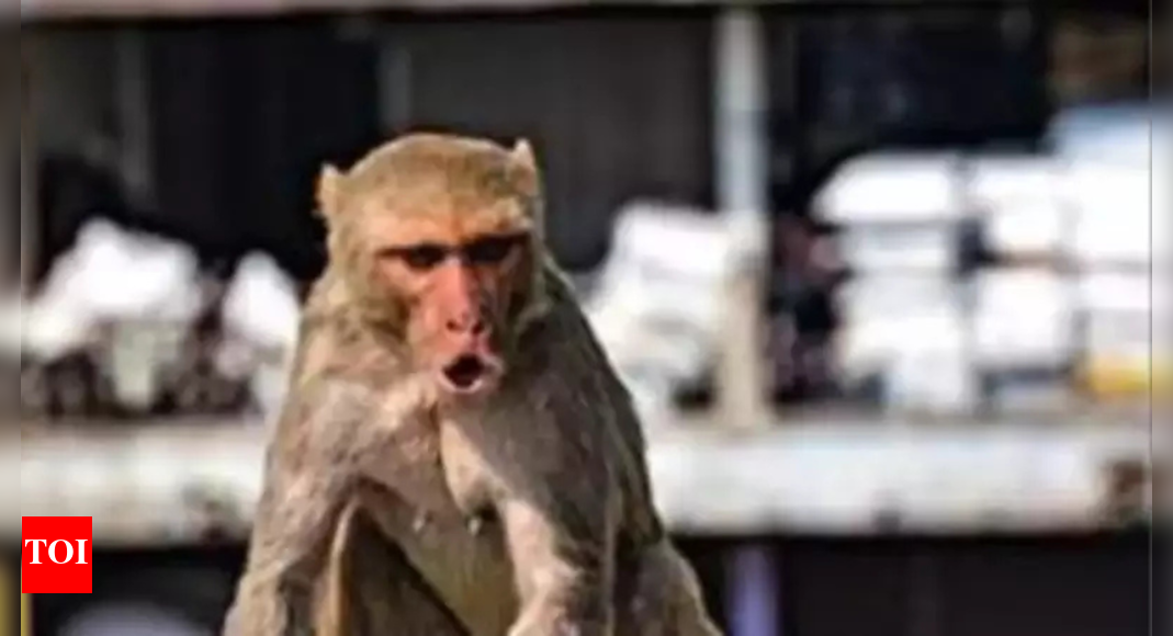 Monkey Attacks Jind: Jind district faces rising monkey attacks; safety ...