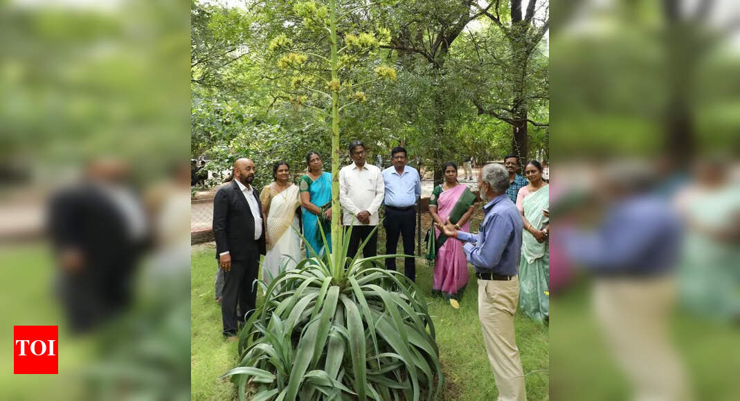 Agave americana plant flowers at Madurai college | Madurai News - The ...