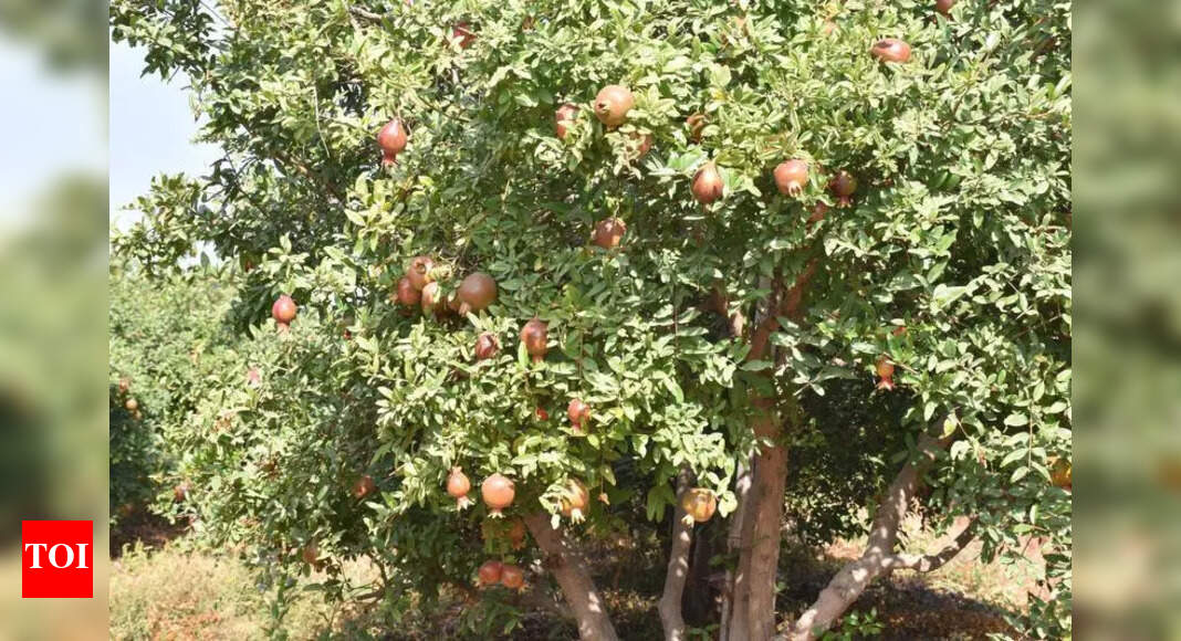Halvad set to reap fruit of pomegranate success | Rajkot News - The ...