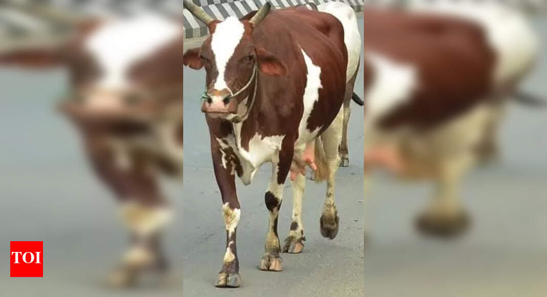 Burglars decamp with 3 cows from corpn-run shelter | Trichy News - The ...