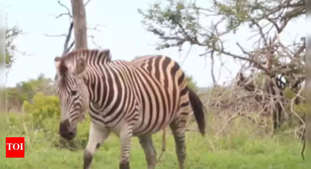 Shocking! Male zebra attacks newborn foal at South Africa's National ...