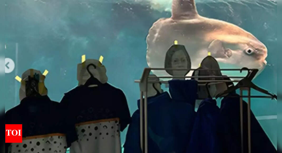Do fishes too feel lonely? Japan aquarium uses human face cutouts to ...