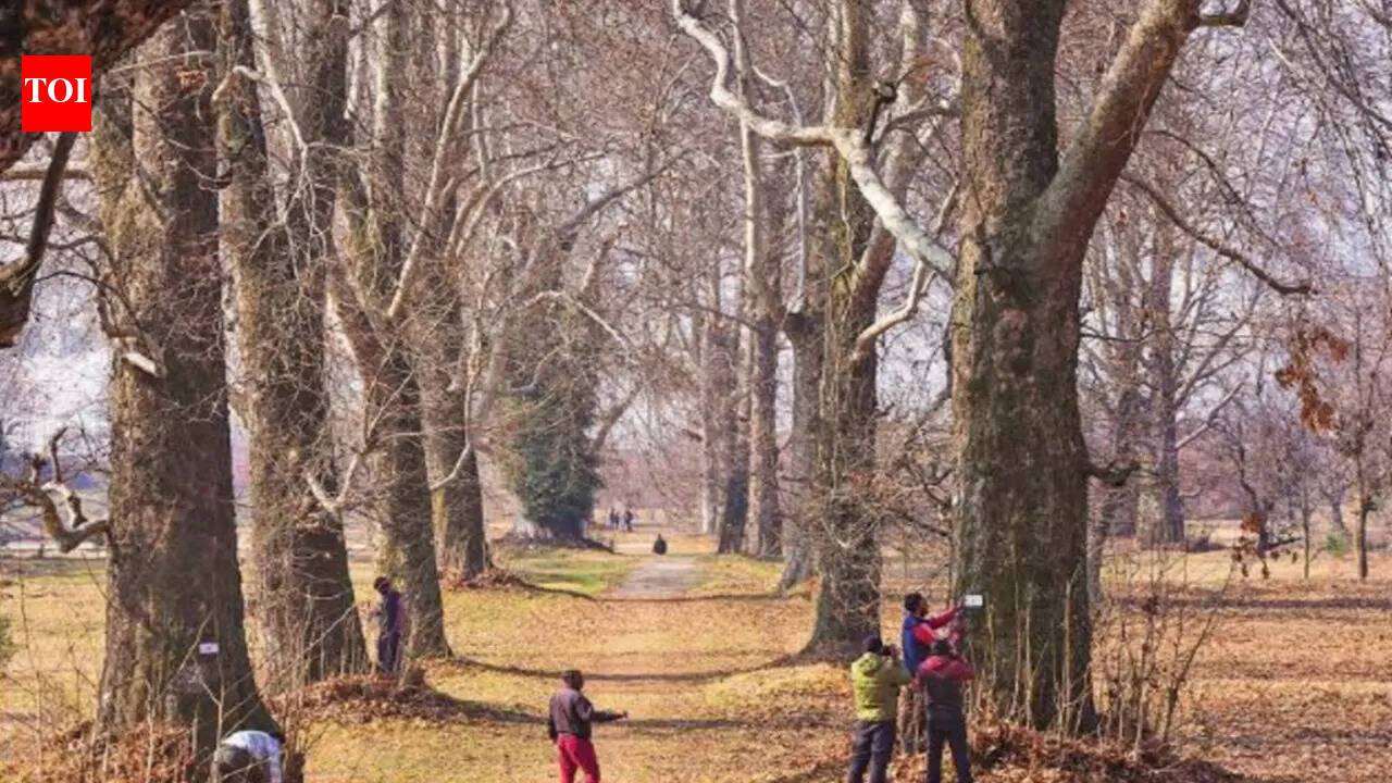 Kashmir's natural heritage: Chinar trees to be geo-tagged with unique ...