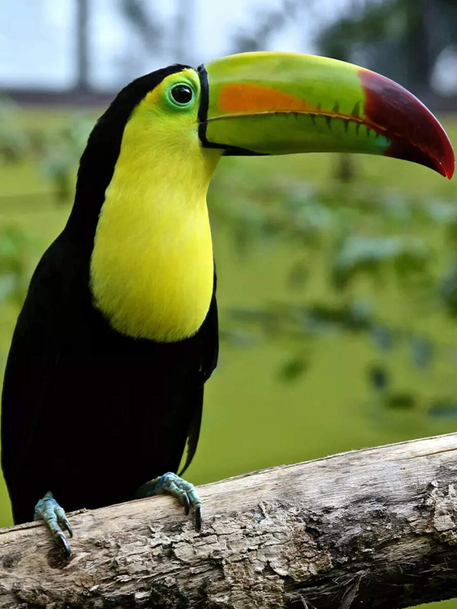 Rare Amazon Animals Rare Amazon Rainforest Animals & Wildlife Machu