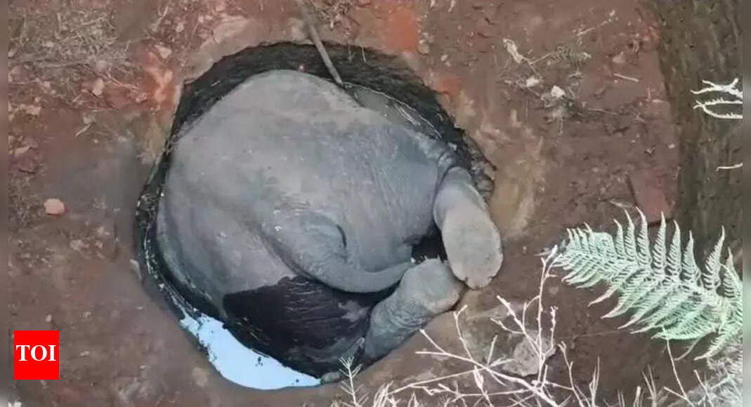 Elephant dies after falling into well in Bokaro village | Ranchi News ...