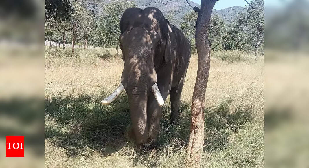 Another kumki elephant brought from ATR to drive out wild elephants ...