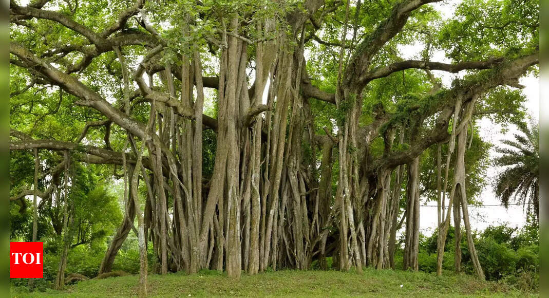 World’s largest banyan tree is in India and it’s called a Living Coffin ...