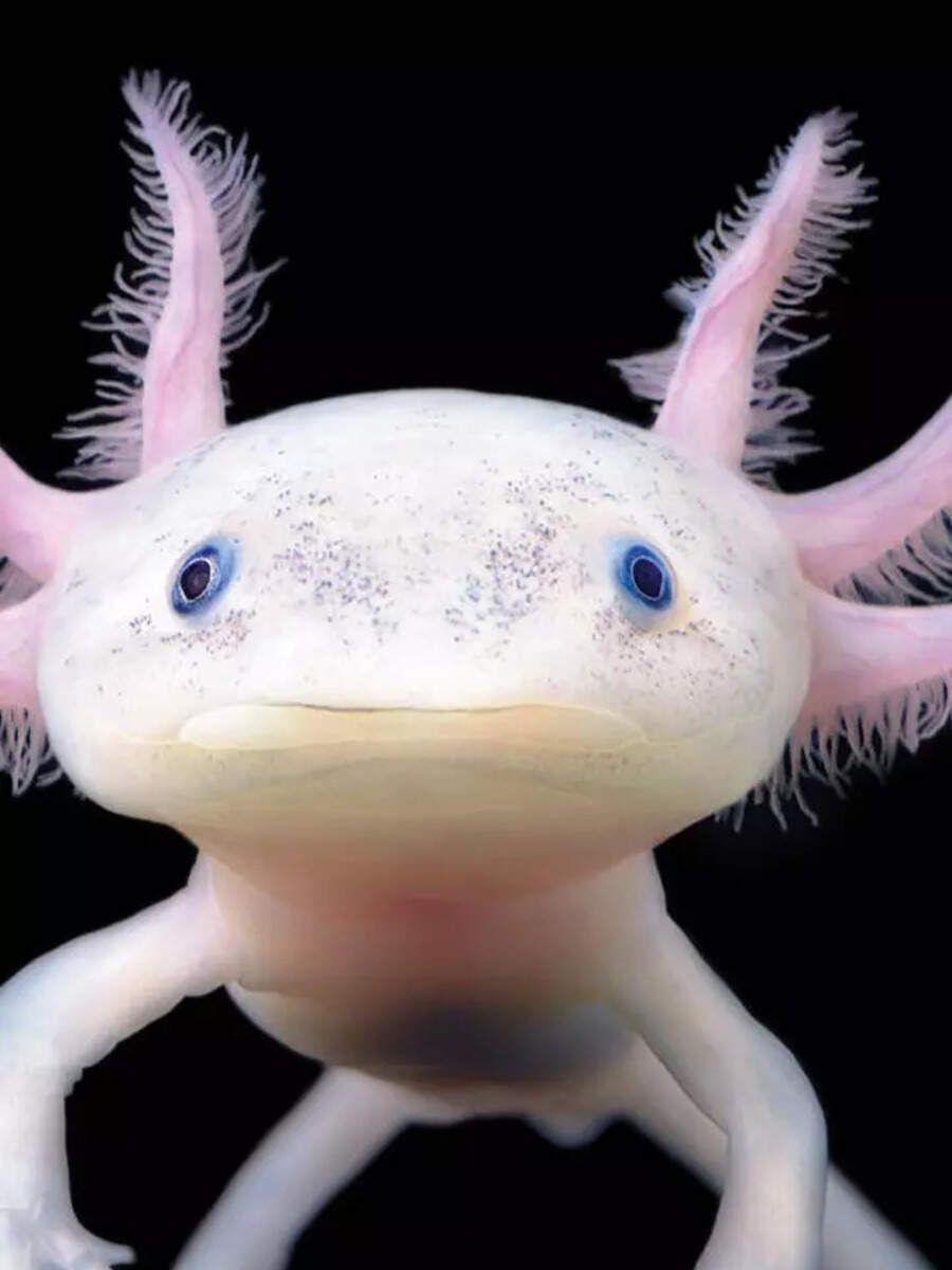 10 weirdest-looking animals and why they look that way | Times of India