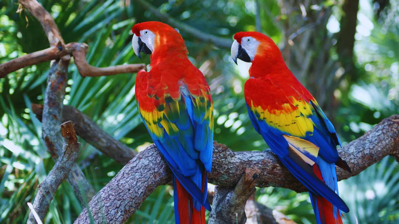 All About Scarlet Macaws: Incredible Facts You Didn’t Know