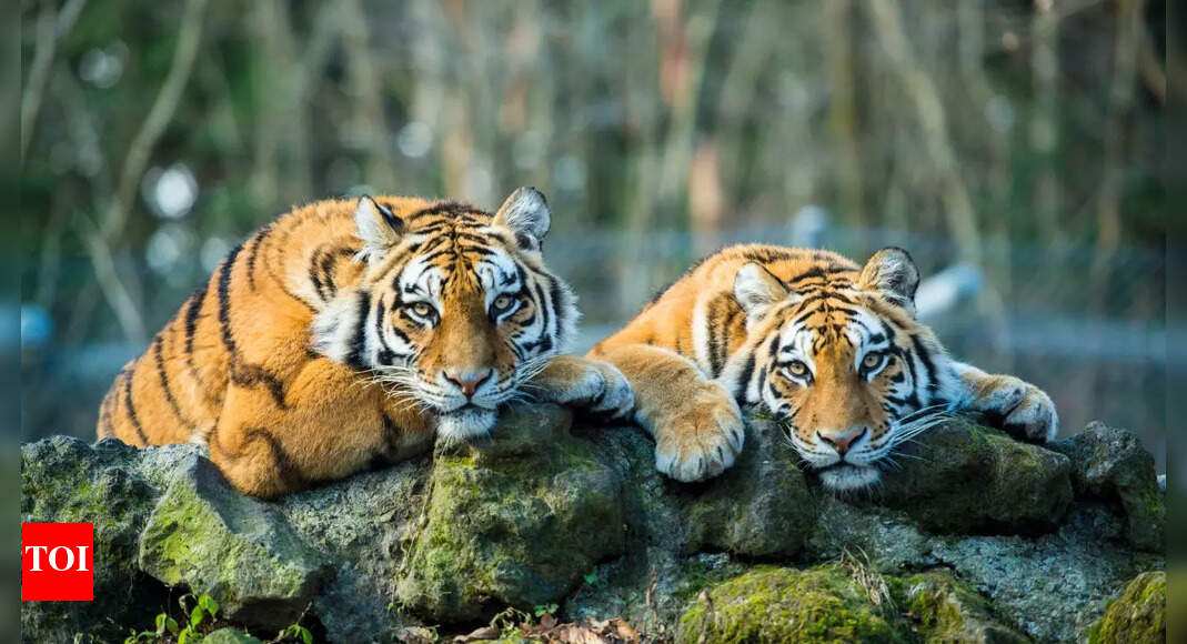 Unbelievable! Zoo markets tiger urine as arthritis remedy, doctors ...