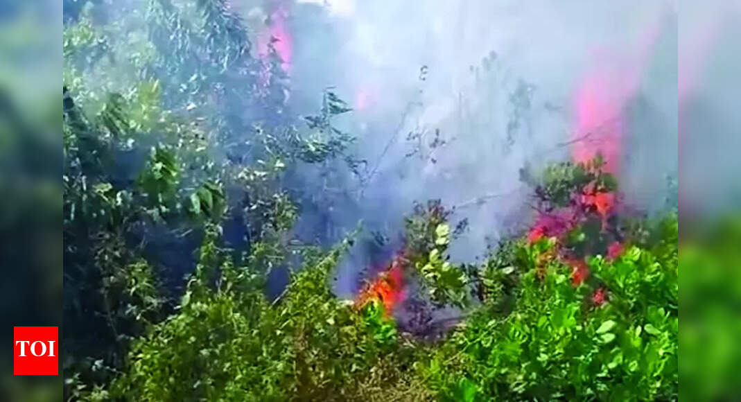 Fire guts cashew farm at Galgibaga causing Rs 50k loss | Goa News - The ...