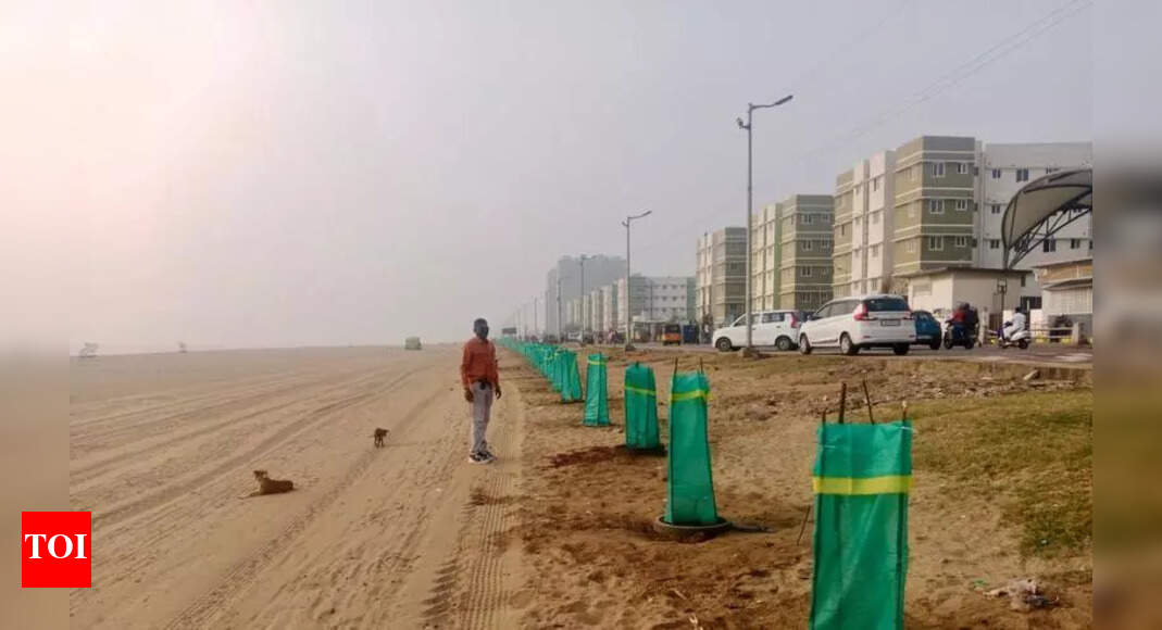 Marina Loop Road to get palmyra makeover | Chennai News - Times of India