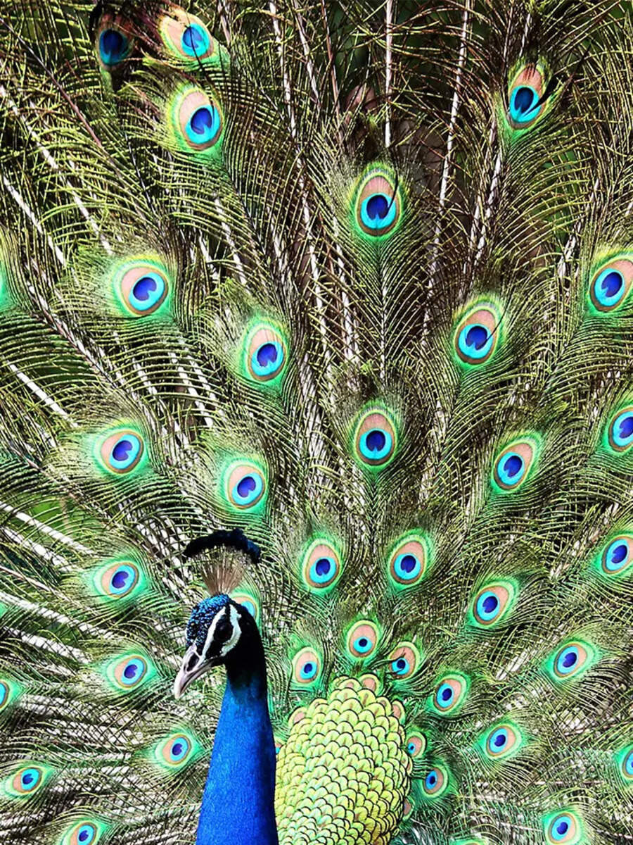 10 animals that display fascinating mating rituals | Times of India