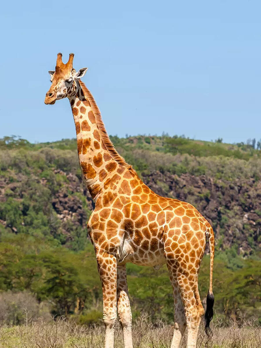 10 iconic spotted animals found in nature | Times of India