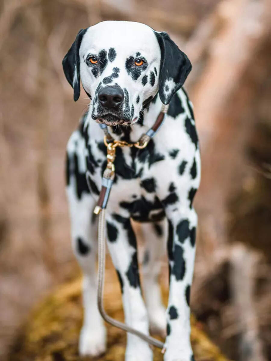 How spots help animals survive: 10 amazing examples | Times of India