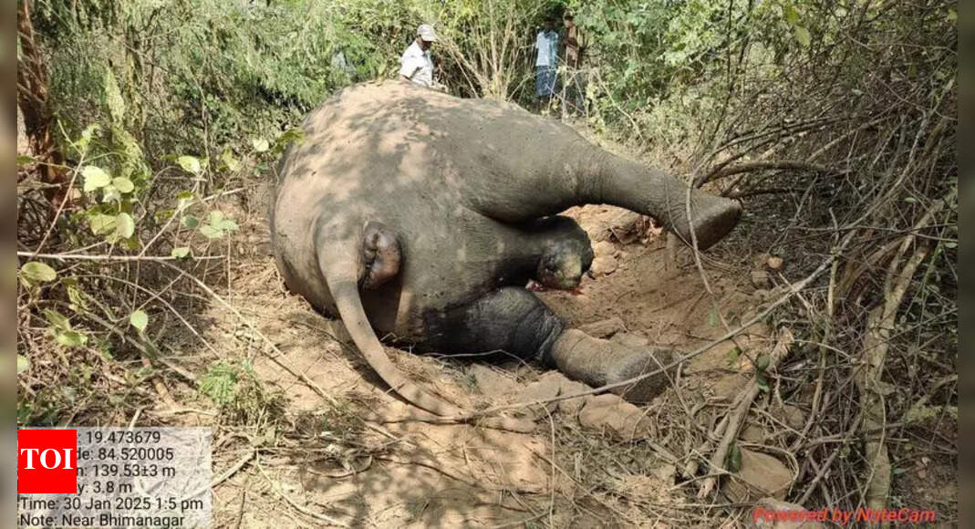 Elephant carcass found in Sadangipalli forest | Bhubaneswar News - The ...