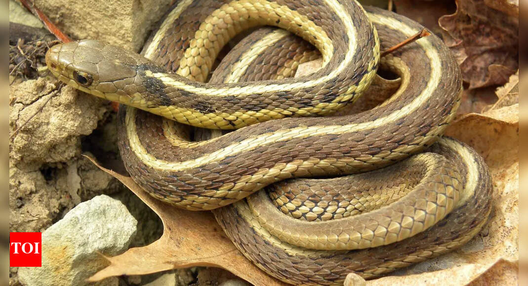 Garter snakes: Physical characteristics, habitat, behaviour, and their ...