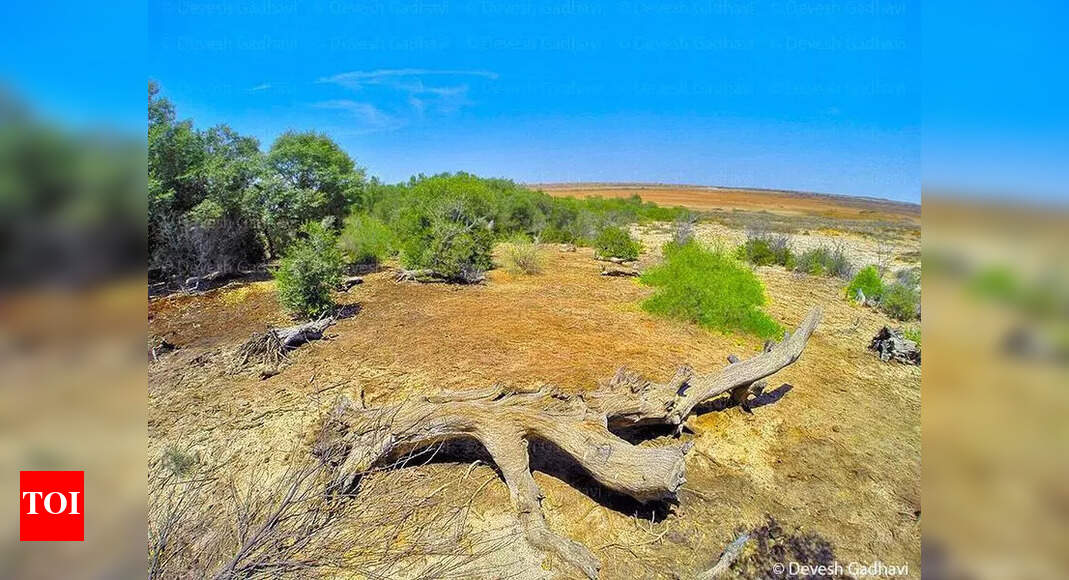 Guneri’s inland mangrove forest is state’s first Biodiversity Heritage ...
