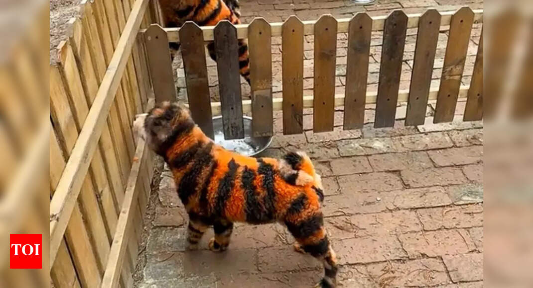 Tigers or dogs? This zoo is criticized for dyeing dogs to look like ...