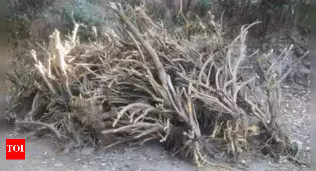 Rampant extraction of Kashmal roots alarms Himachal Pradesh activists ...